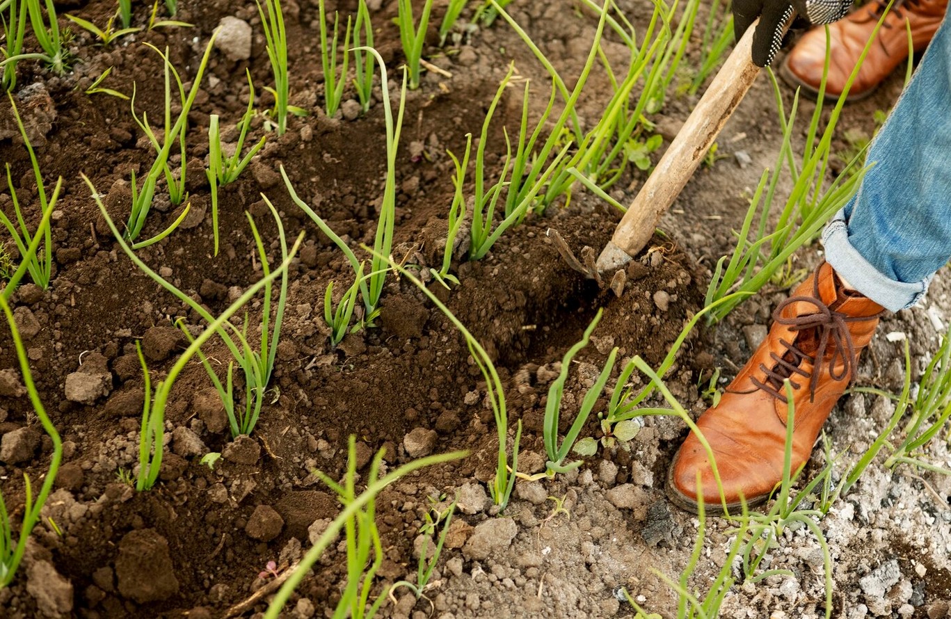 Co sadzić obok cebuli - Porady Florimex